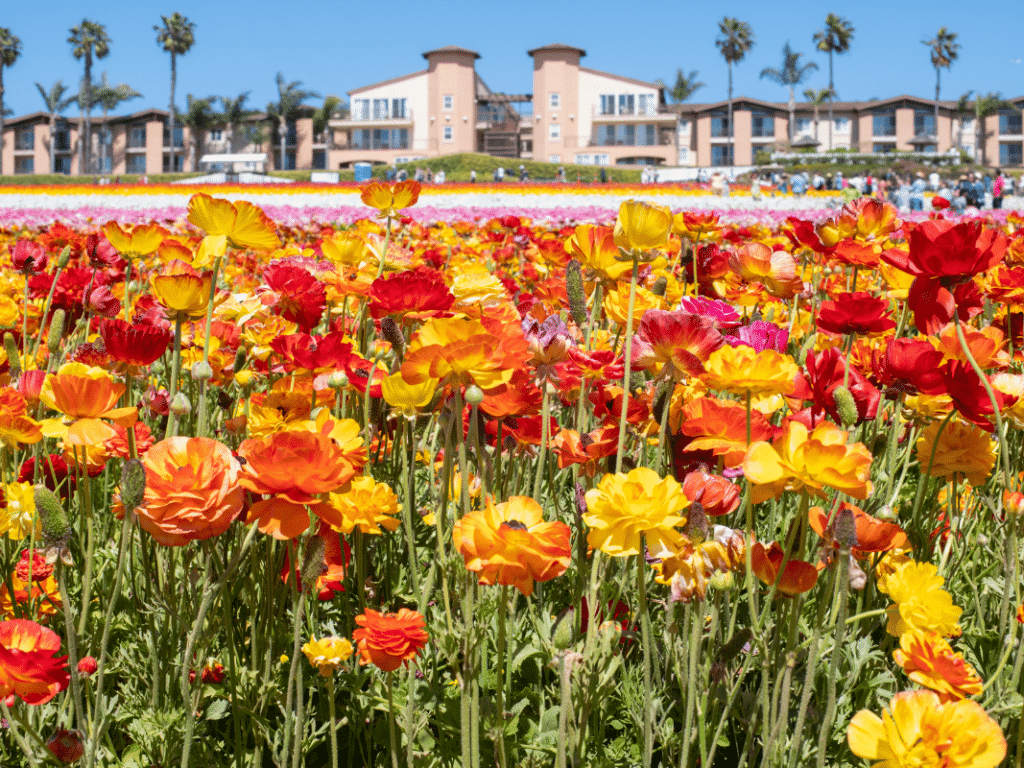 The Flower Fields Set to Open March 1: See What's New - LocallyWell